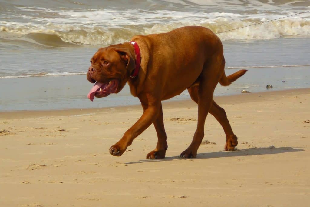 Broken Ear Cartilage Symptoms In Dogs: The Importance Of Early ...