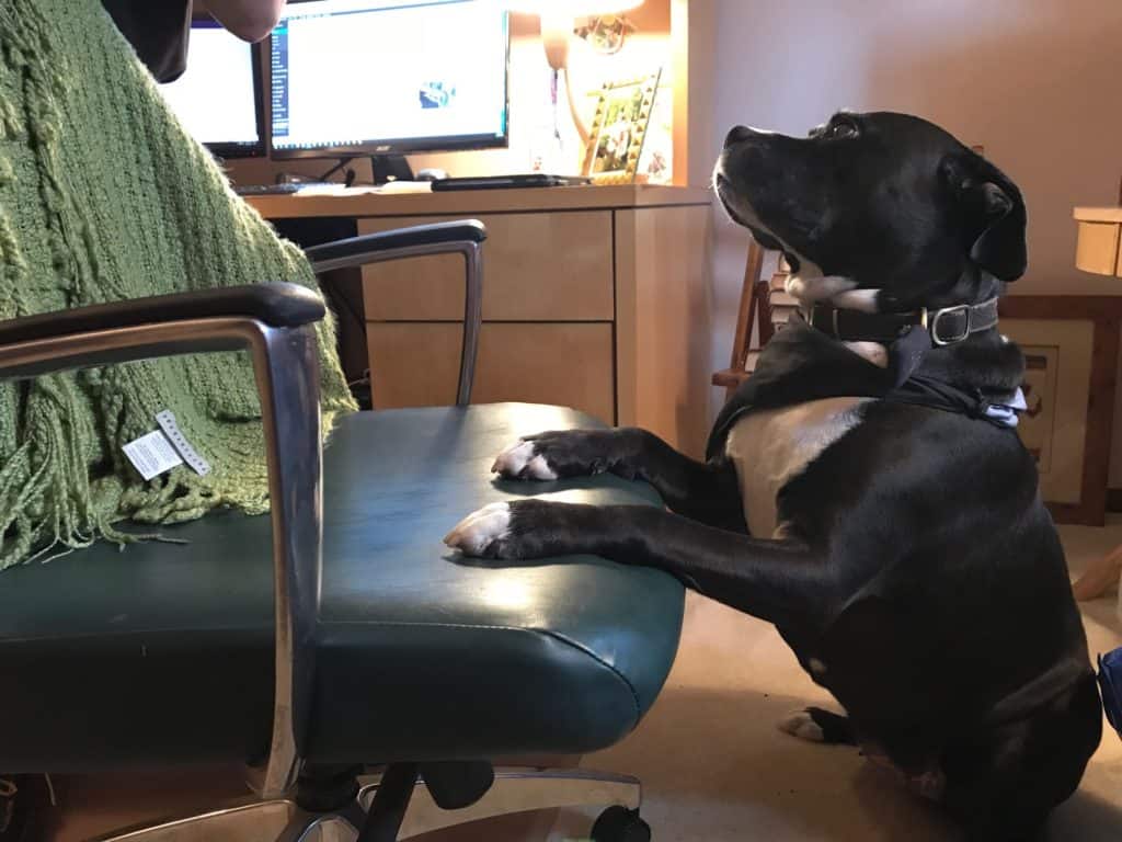 How To Teach Your Dog to "Pray" - Acme Canine