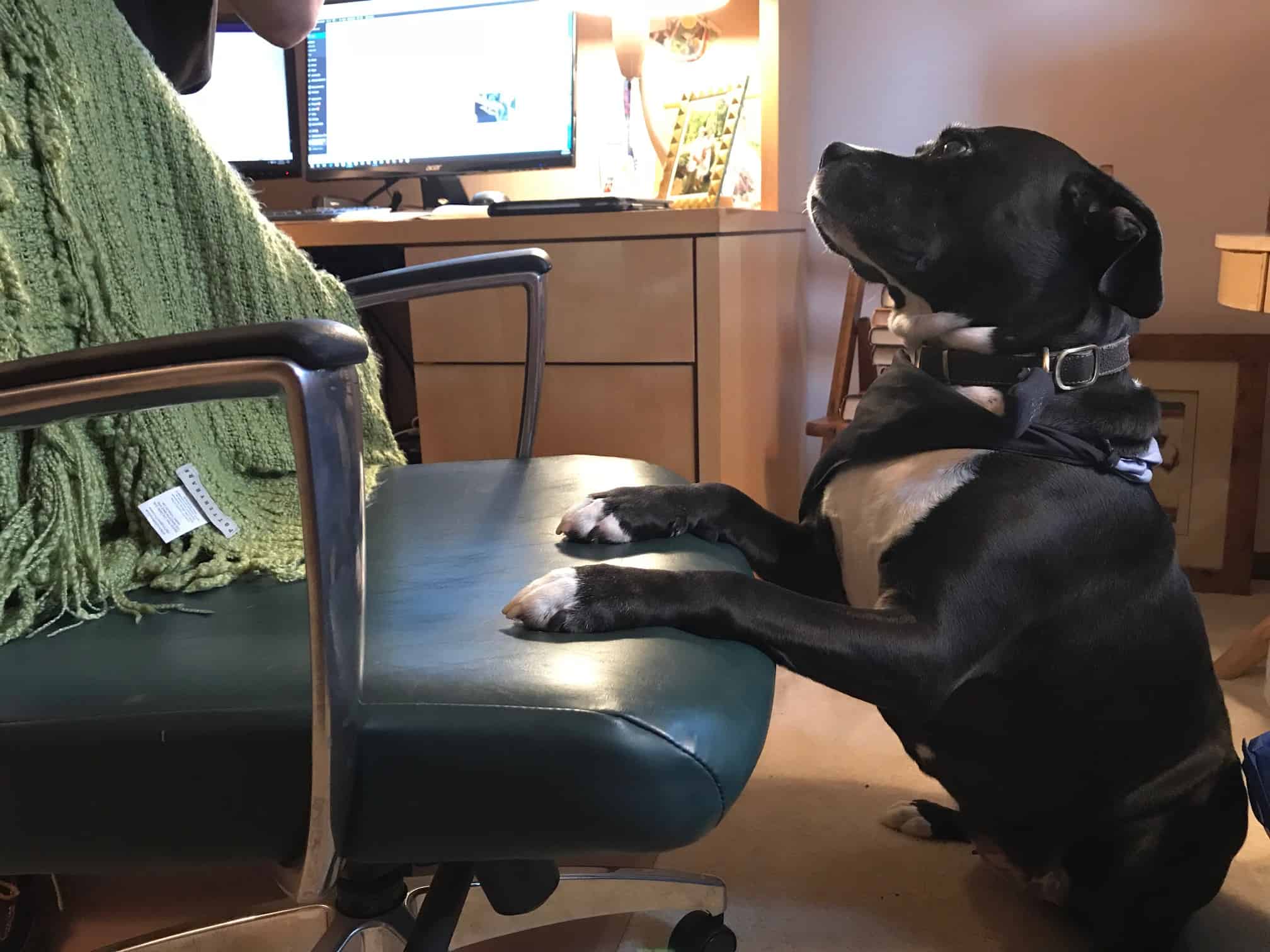 How To Teach Your Dog to "Pray" - Acme Canine