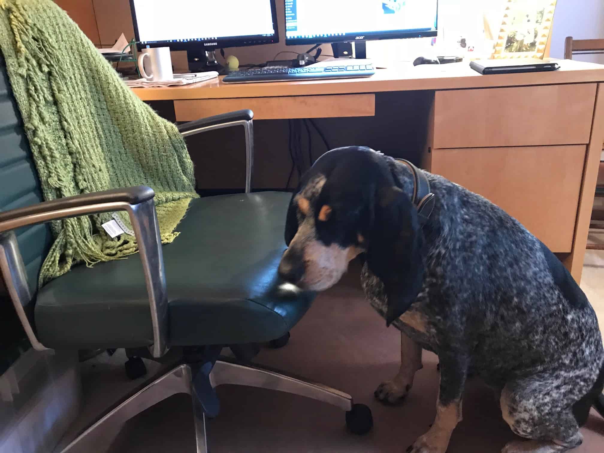 How To Teach Your Dog to "Pray" - Acme Canine