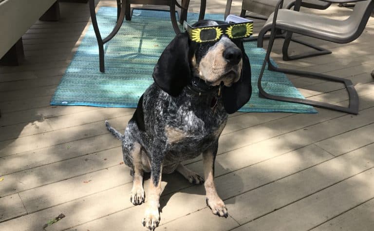 Will your dog freak out with the total solar eclipse? - Acme Canine