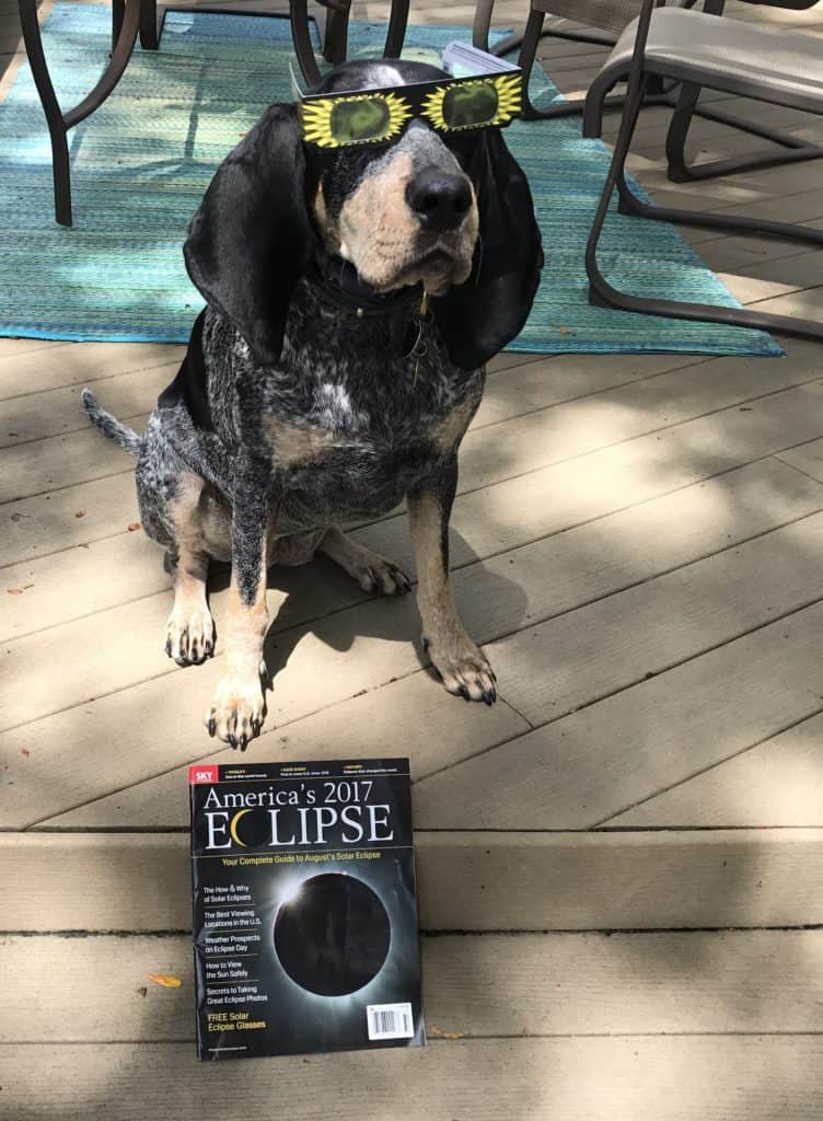 Will your dog freak out with the total solar eclipse? - Acme Canine