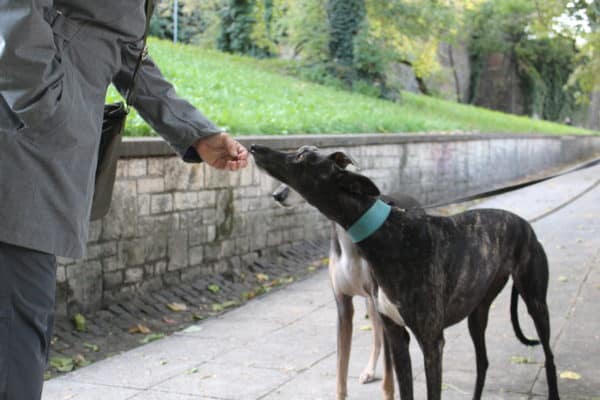 Dogs of Bavarian Germany - Acme Canine