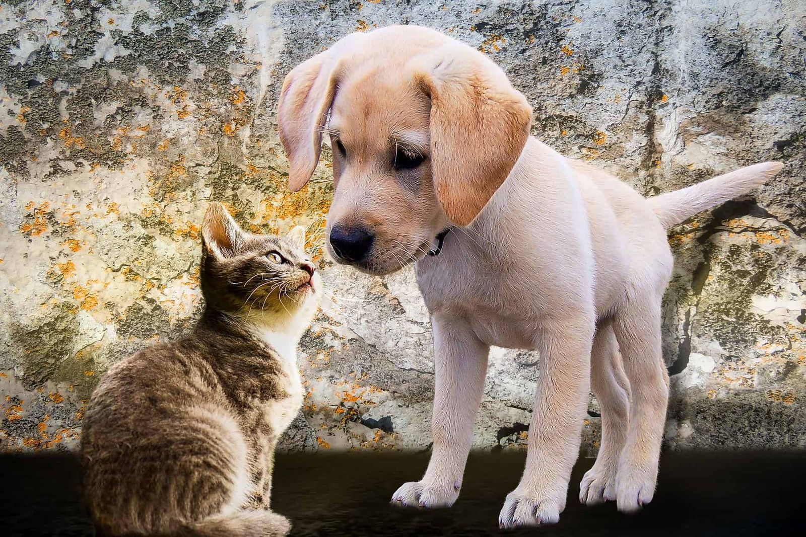 Bringing a New Puppy Home to a House with Other Dogs or Cats - Acme Canine