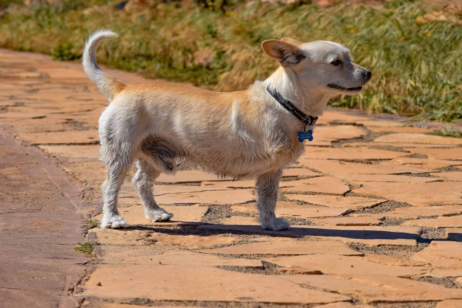 Tips on Training a Handicapped Dog - Acme Canine