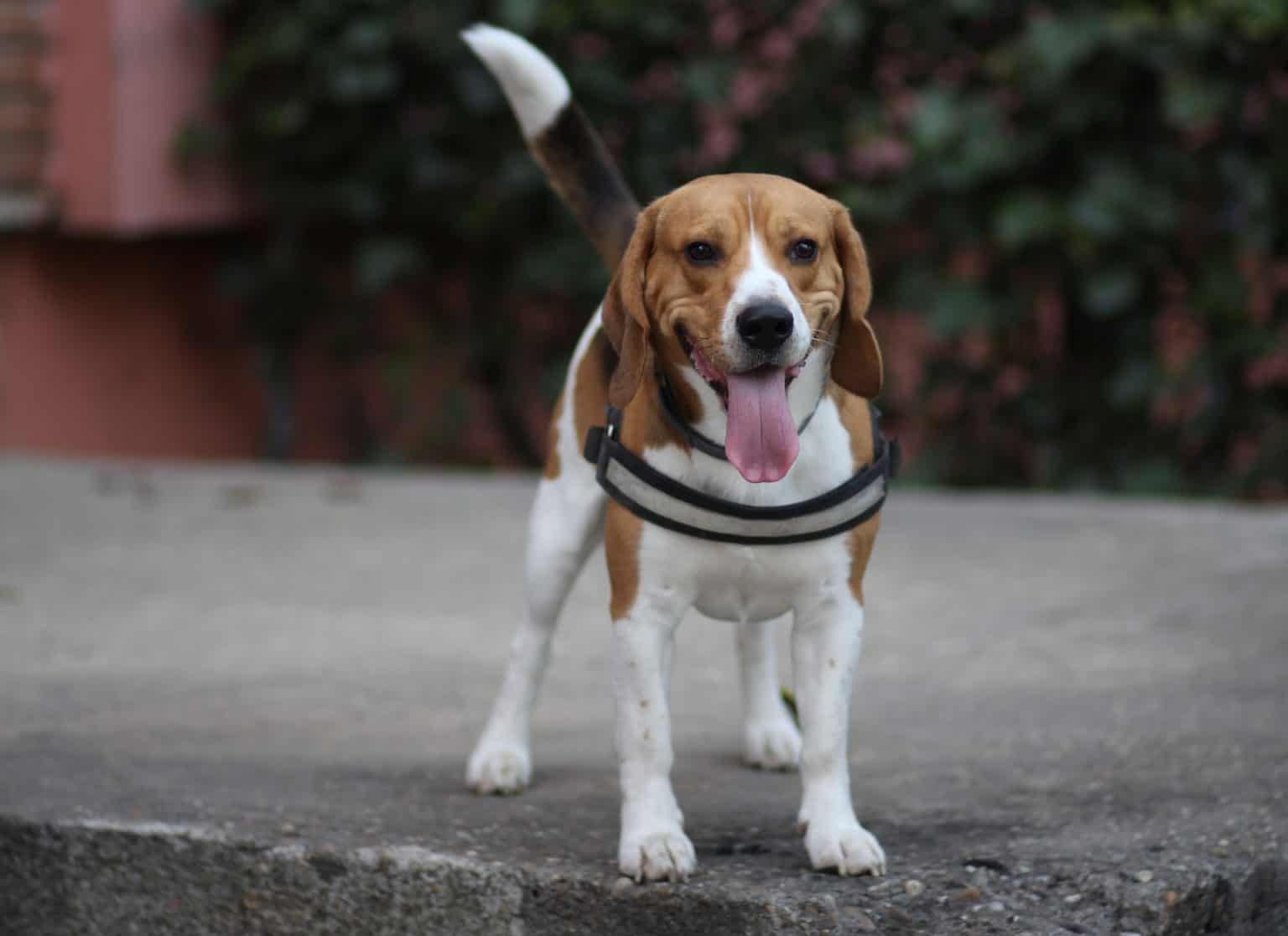 6 Tips for Leash Training A Beagle Puppy - Acme Canine