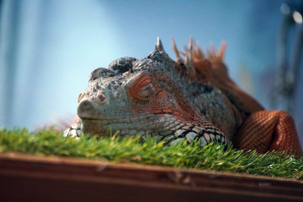 Should dogs and lizards live together? - Acme Canine