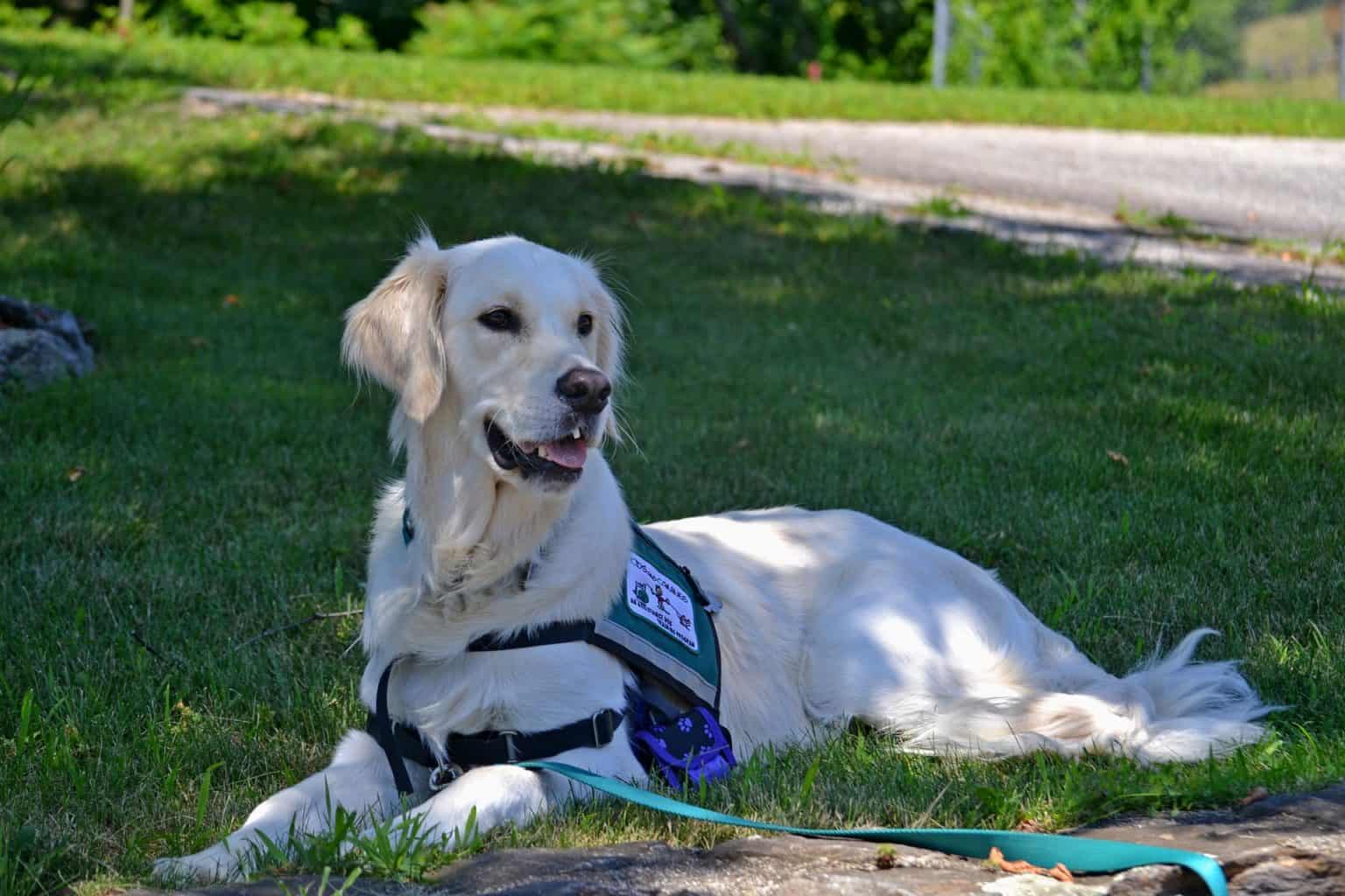 The Ultimate Guide to Service Dogs - Acme Canine