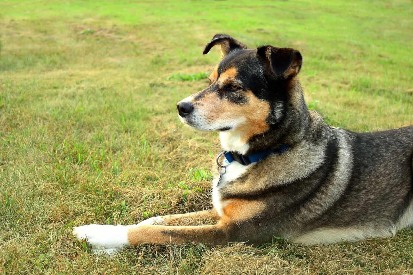 A Guide To The Border Collie Mixed With German Shepherd