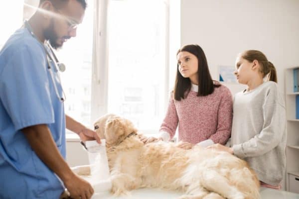 How to Improve Your Dog's Recovery from Injury - Acme Canine