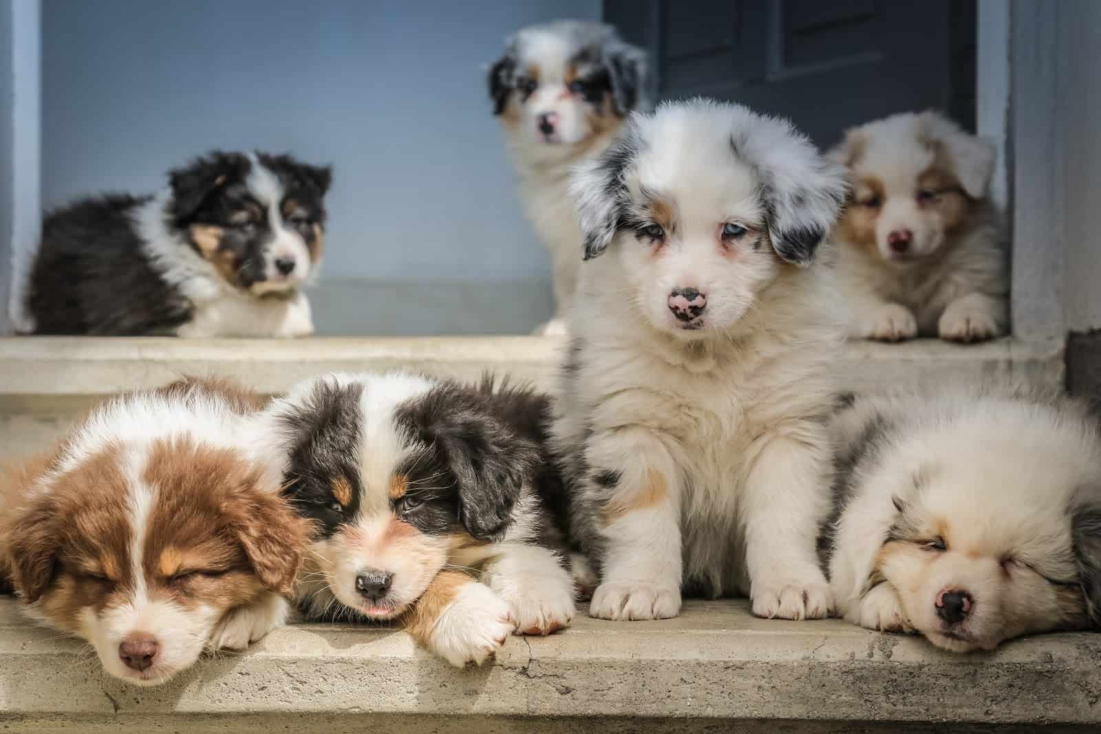 6 Things You Must Know If You Want To Train Your Puppy Acme Canine