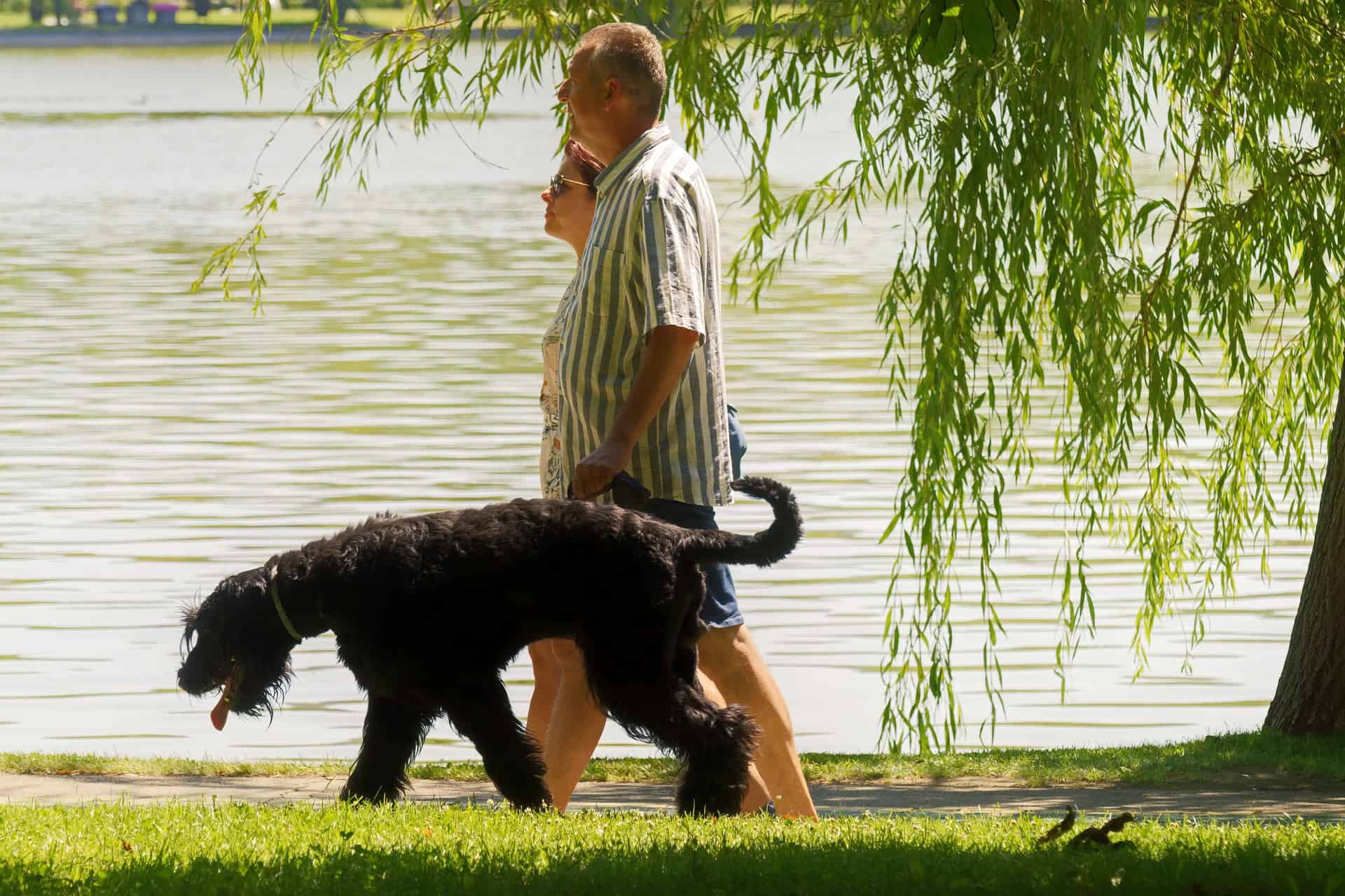 What Does Dog Obedience Training Teach Acme Canine
