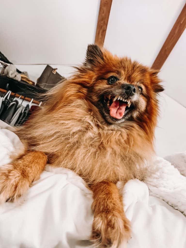 Characteristics of Pomeranian Dogs