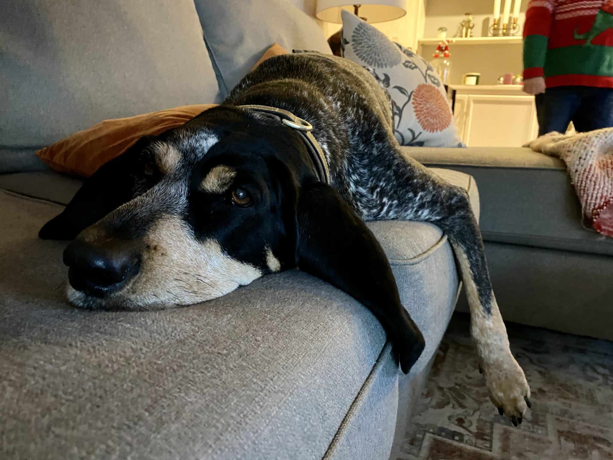 How Dogs Learn - Acme Canine