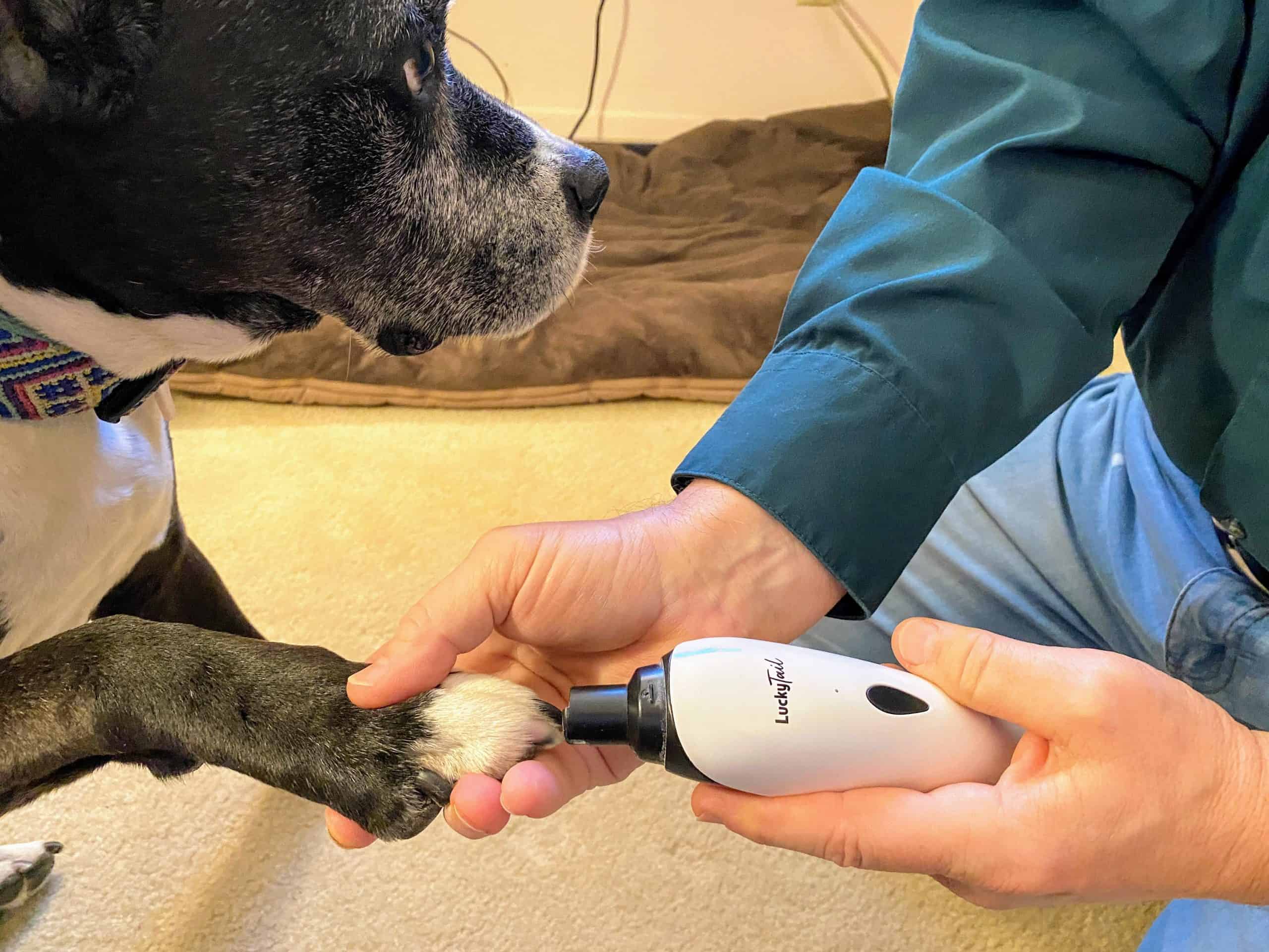The Best Way To Trim Your Dog s Nails Acme Canine