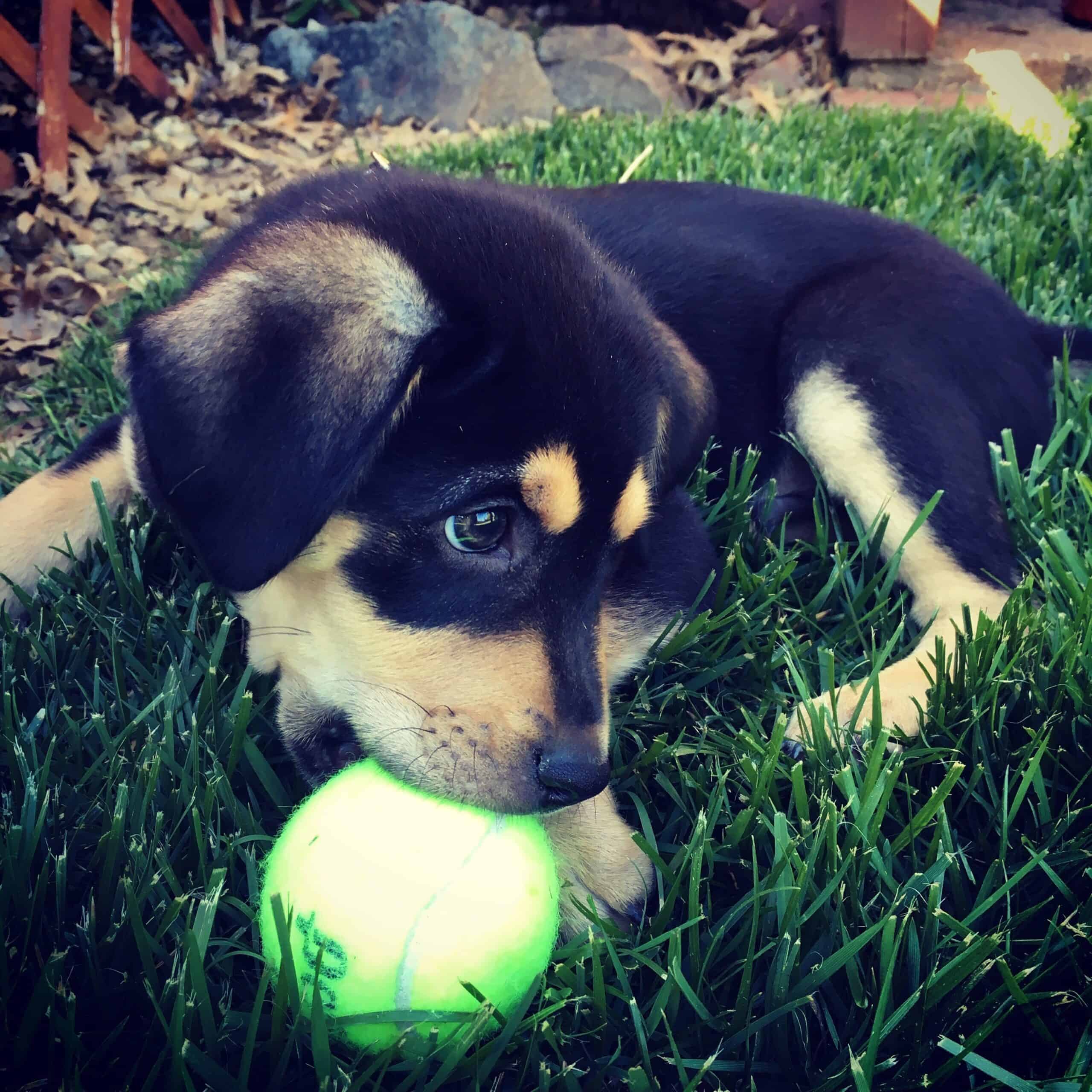 What Are The First Commands To Teach A Puppy Acme Canine