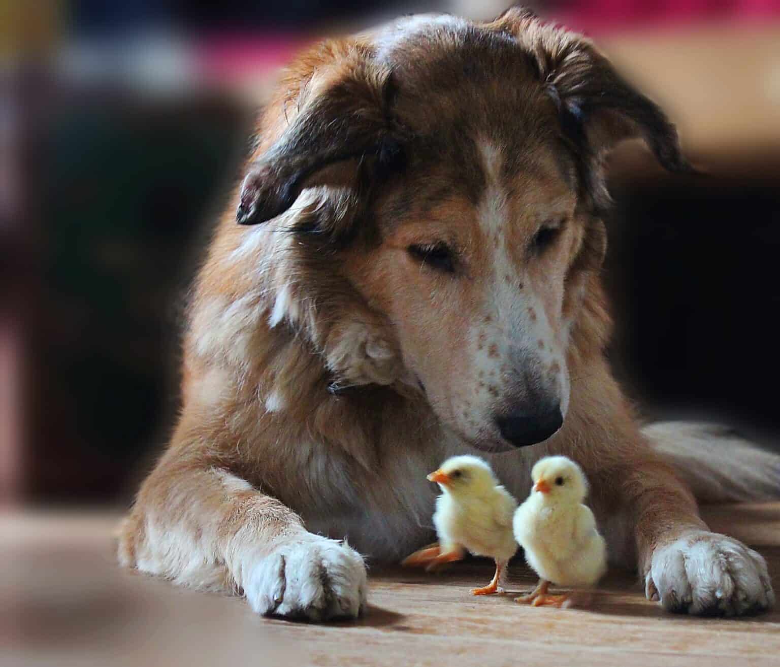 Six Animals That Get Along Perfectly Well With Dogs Acme Canine six-animals-that-get-along-perfectly-well-with-dogs-acme-canine
