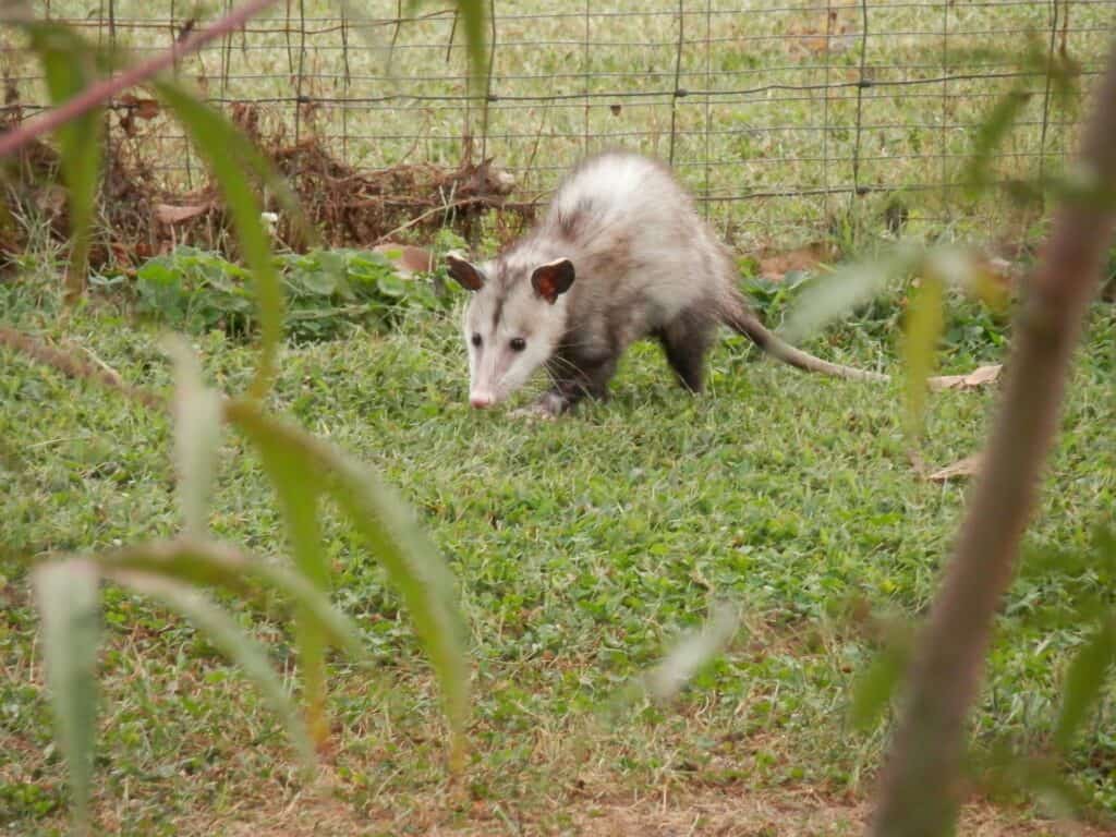 Do Possums Attack Dogs?