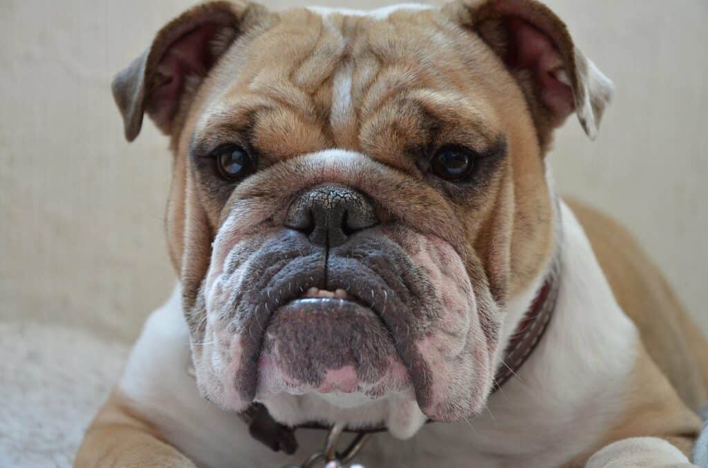 French Bulldog vs English Bulldog: What's the Difference? - Acme Canine