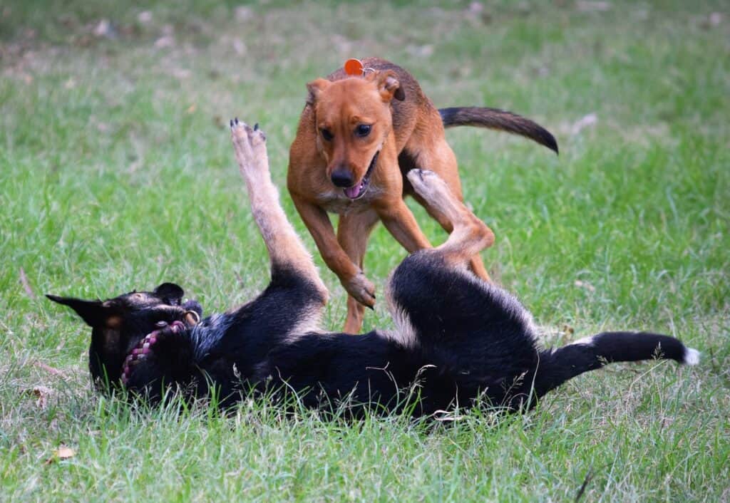 Why Does My Dog Roll In The Grass Acme Canine why-does-my-dog-roll-in-the-grass-acme-canine