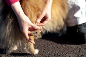 How to Get Burrs Out of Dog Fur - Acme Canine