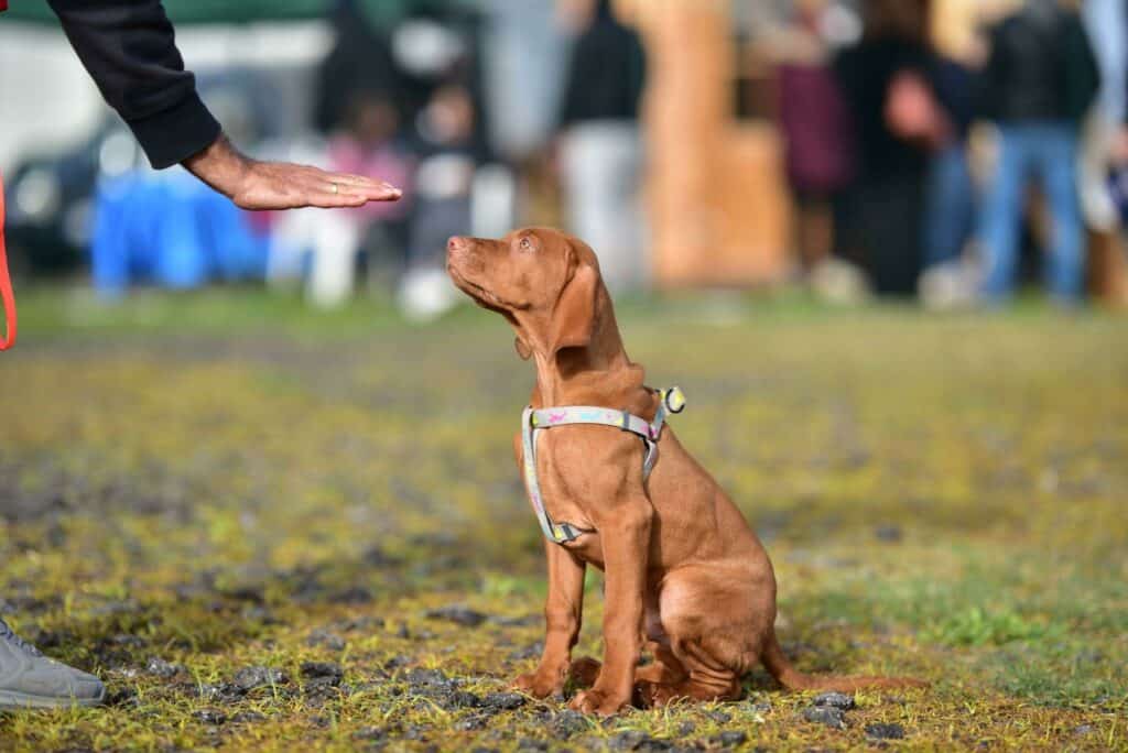 Sending Dog Away For Training — 6 Tips For Success