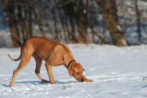 Training A Dog To Track — A Slow And Methodical Process