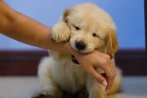 What Is Dog Mouthing Affection & How To Stop It - Acme Canine