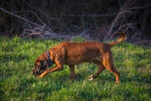 Training A Dog To Track — A Slow And Methodical Process