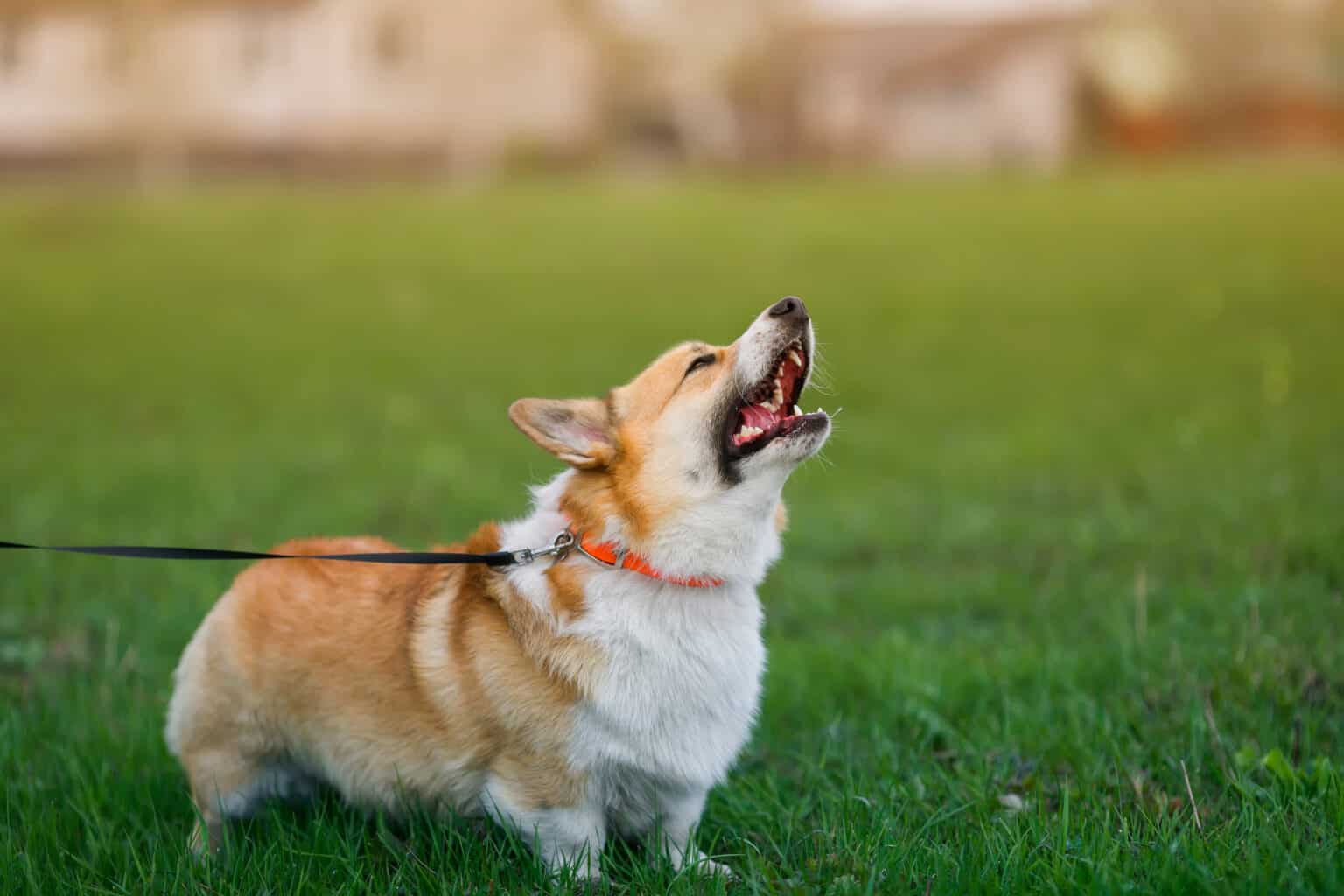 How To Train A Corgi To Stop Barking: The Ultimate Guide - Acme Canine