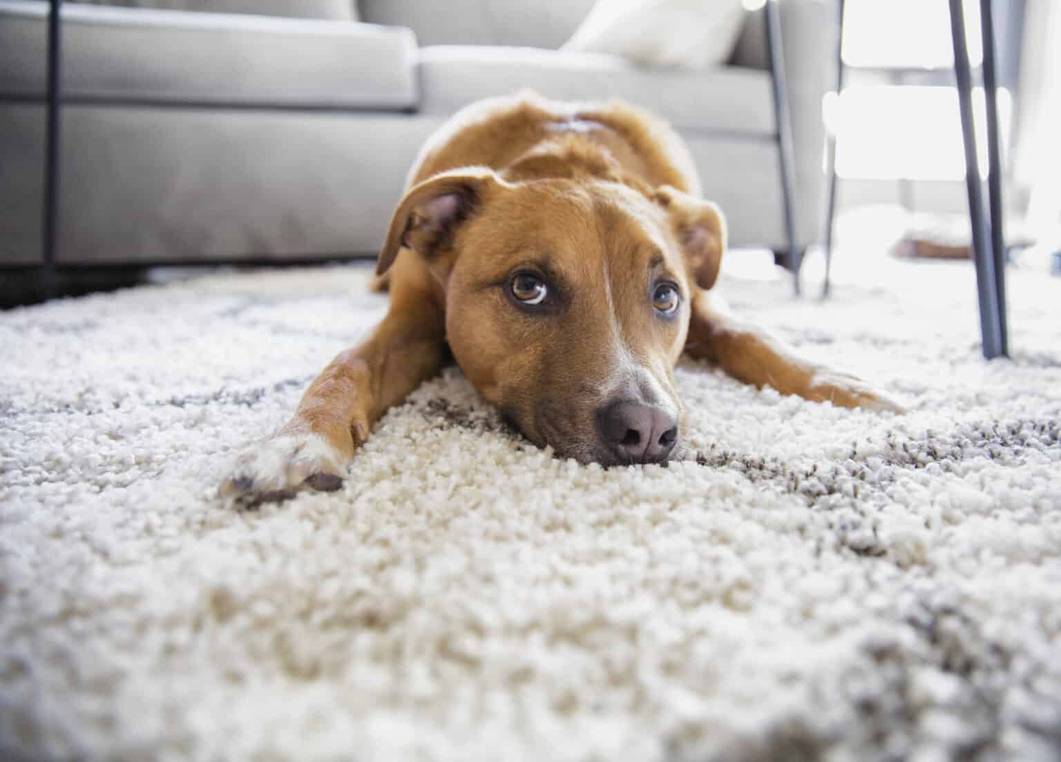 Why is My Dog Scratching the Carpet? And How Do I Make It Stop? - Acme ...