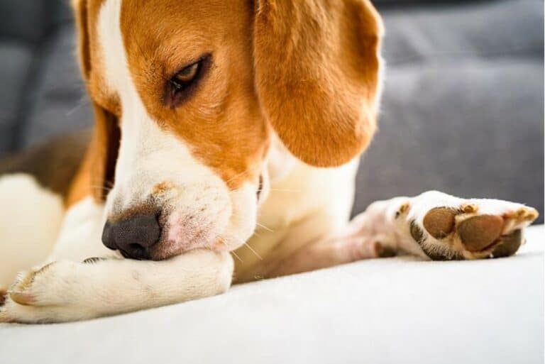 Preventing and Treating Heat Rash on Dogs
