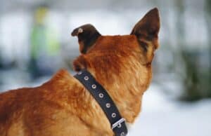 Broken Ear Cartilage Symptoms In Dogs: The Importance Of Early ...
