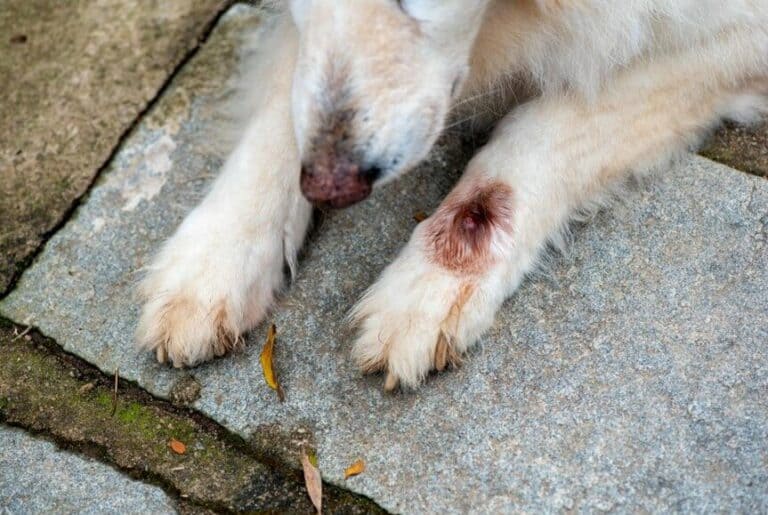 How To Tell If Your Dog Has Maggots & Why Early Detection Is Critical