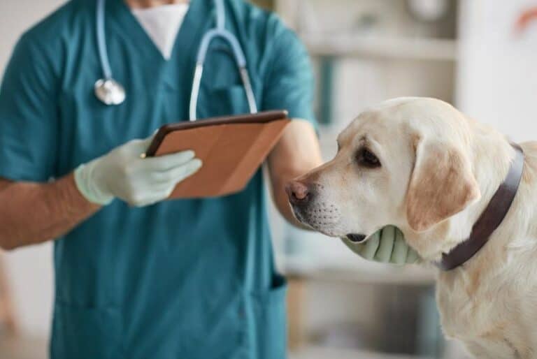 How To Tell If Your Dog Has Maggots & Why Early Detection Is Critical