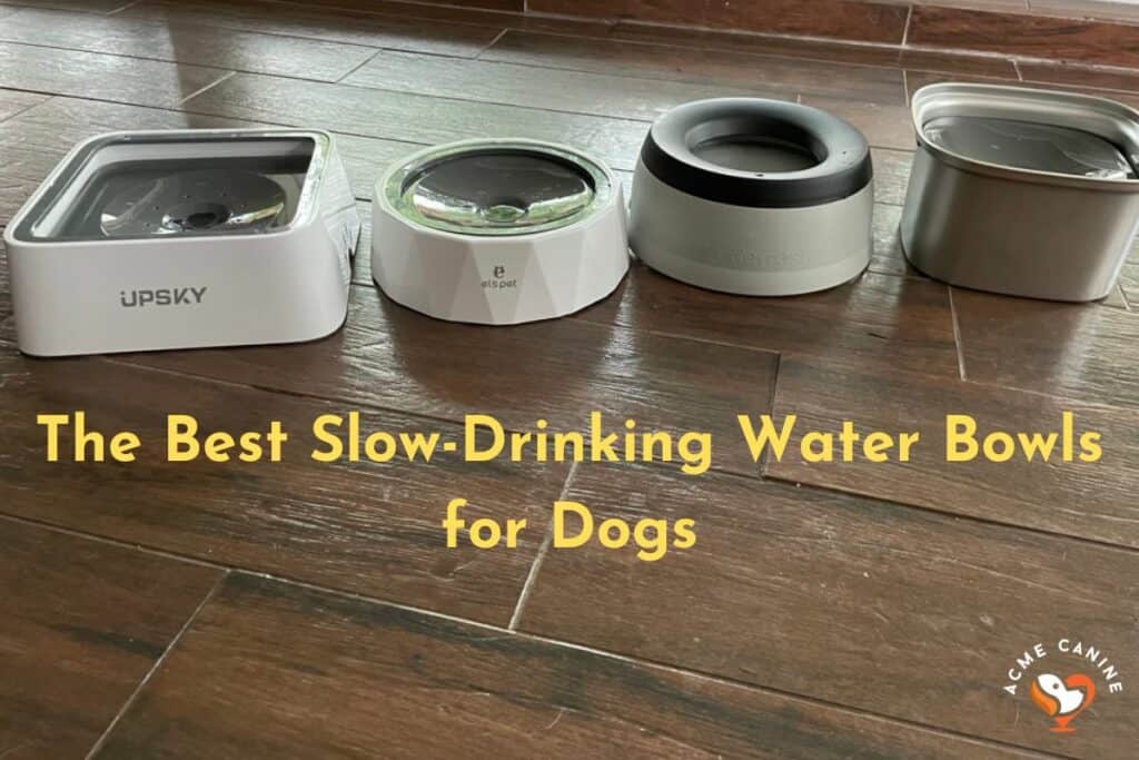 The 4 Best Slow Water Bowls for Dogs: We Tested Them