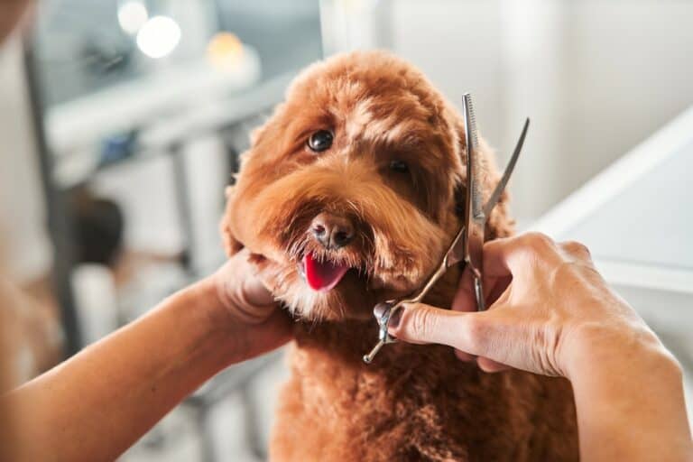 From Fur to Finish: How Long Does It Take to Groom a Dog - Acme Canine