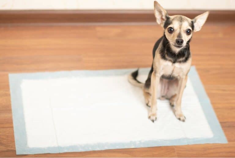 Need an Indoor Potty for Dogs? Here's Everything You Need to Know ...