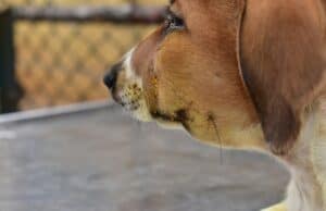 Swelling In Dog’s Face: What You Need To Know And When To Worry - Acme ...
