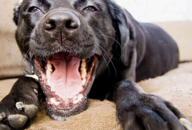 When Saliva Runs Dry: Addressing the Issue of Dog Dry Mouth - Acme Canine
