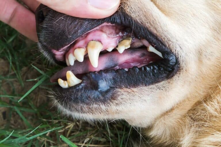 How to Remove Plaque from a Dog's Teeth: 6 Effective Methods - Acme Canine