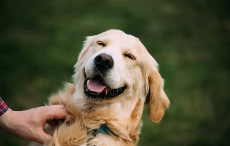 Swelling In Dog’s Face: What You Need To Know And When To Worry - Acme ...