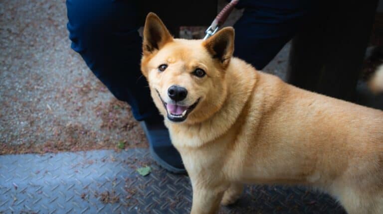 Swelling In Dog’s Face: What You Need To Know And When To Worry - Acme ...